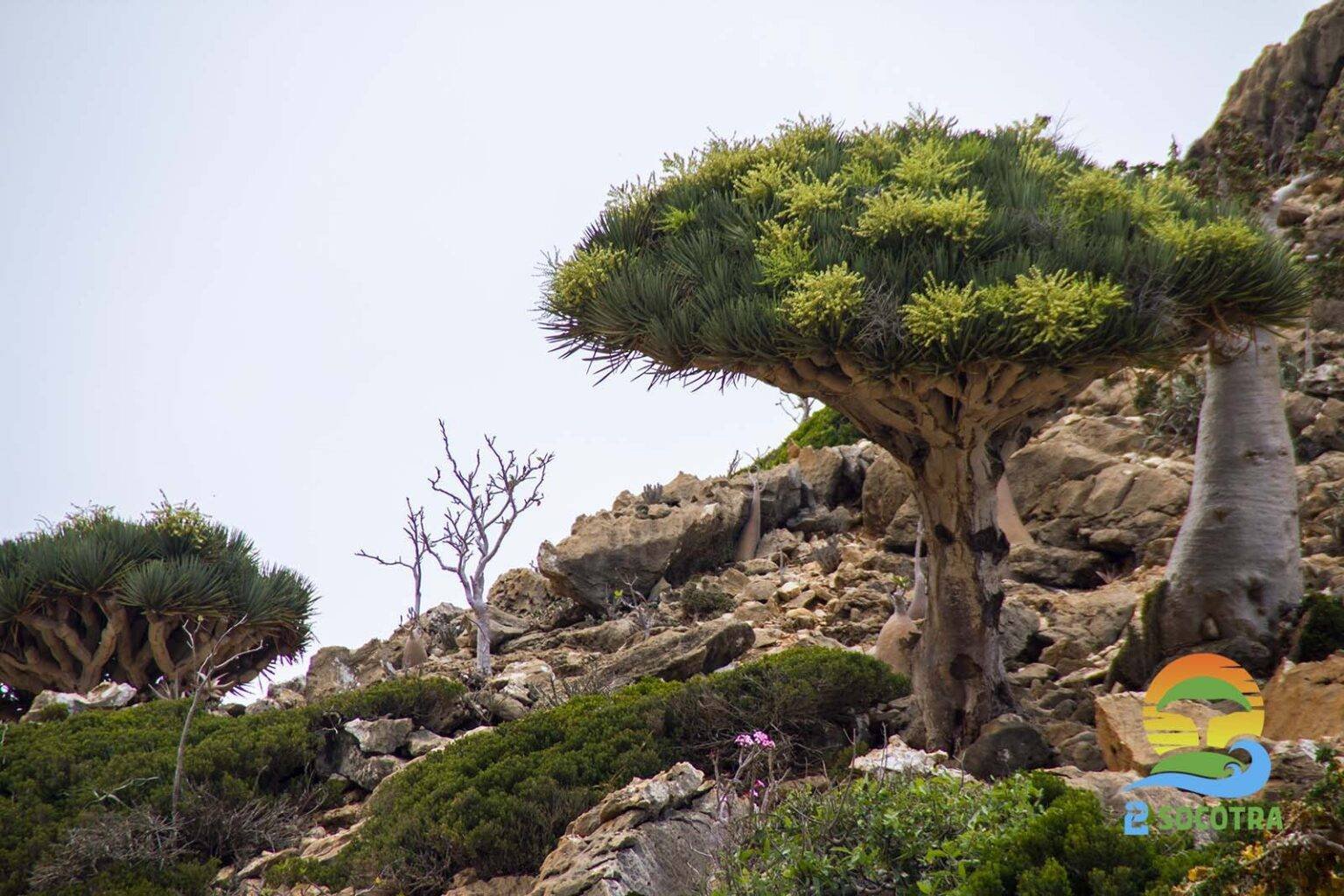 Rare Dragon Blood Tree | This Is What Make Tourist Love Socotra Island ...
